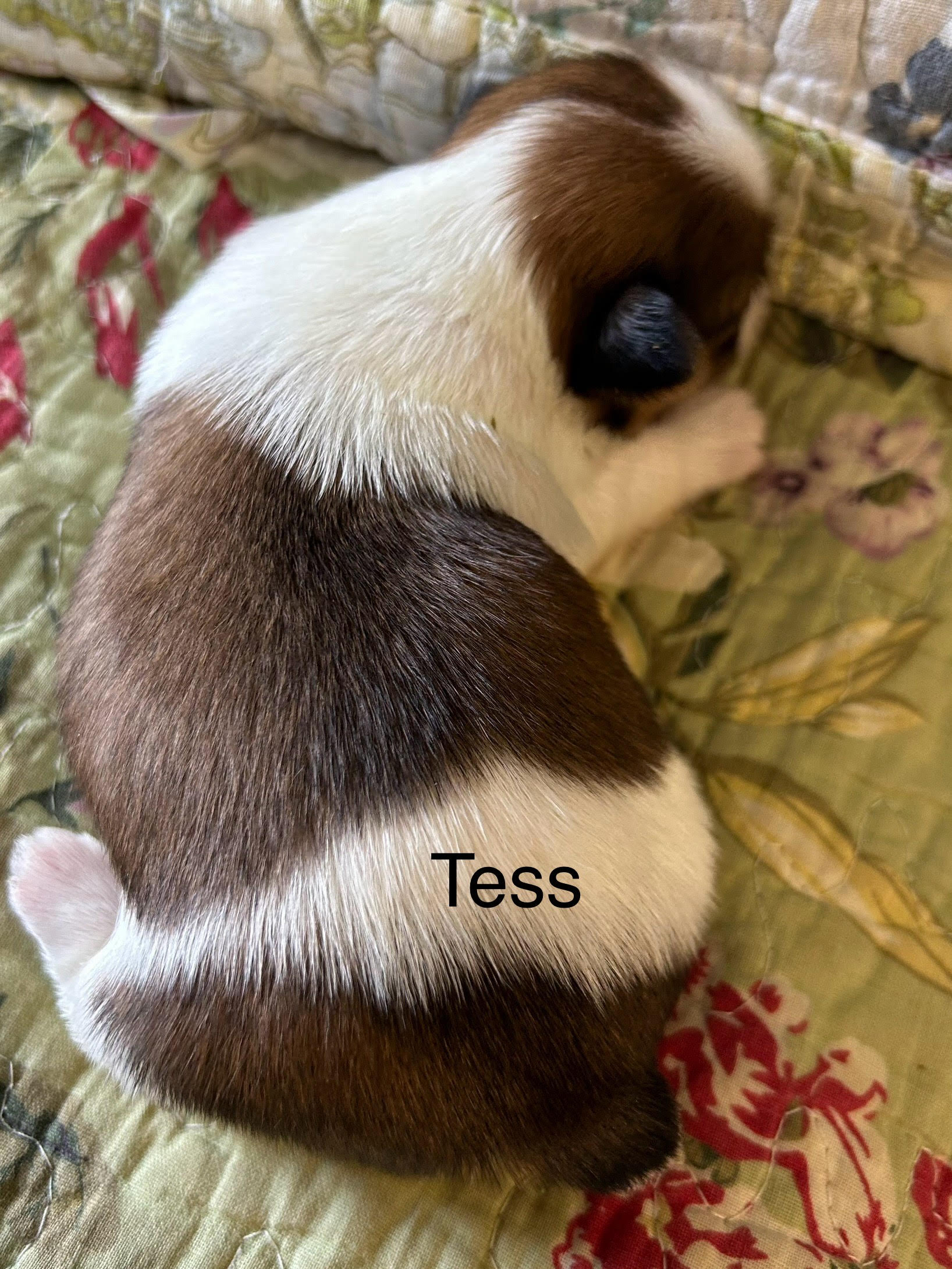 Carolina Shih Tzu : Nursery and Proud Parents