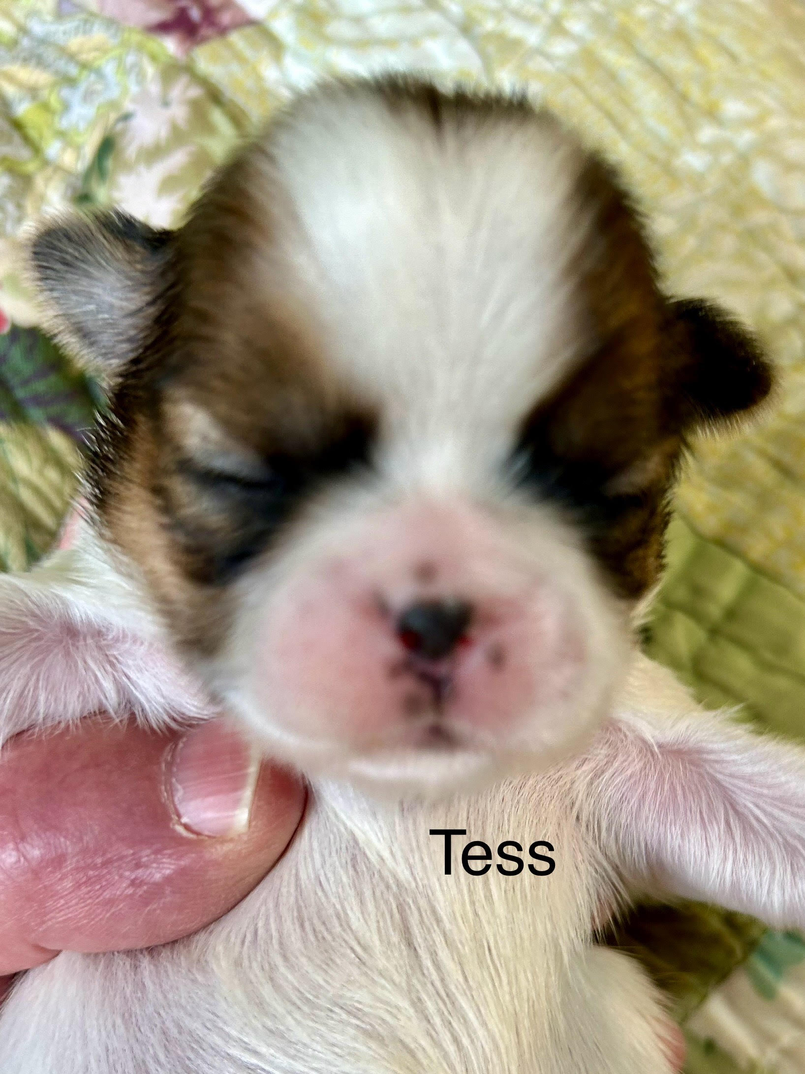 Carolina Shih Tzu : Nursery and Proud Parents